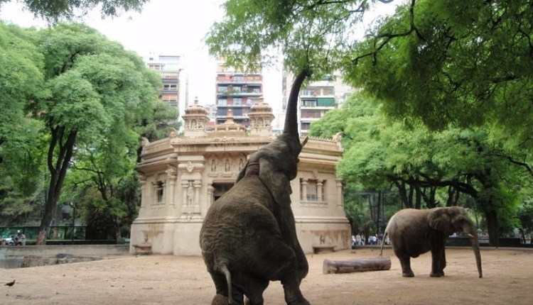 Ya se trasladaron más de 800 animales del Ecoparque porteño a otros ...