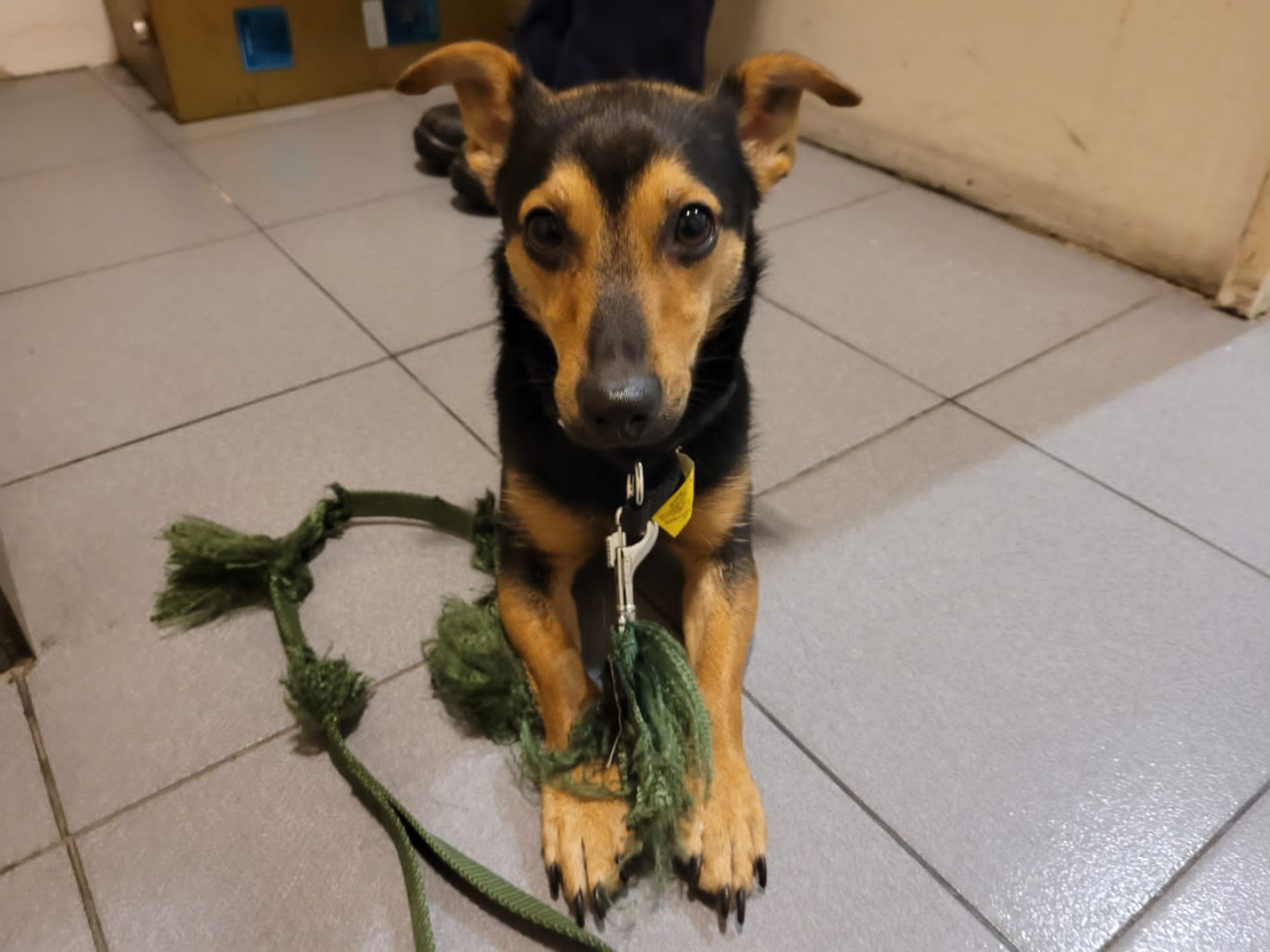 “Coco”, el perro varado en Ezeiza hará la cuarentena, lo vacunarán y no ...